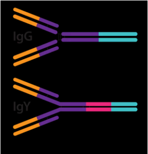 Antibody Basics: Selecting Antigens – ProSci – Caltag Medsystems