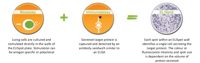 Diaclone ELISpot: Ex-vivo Analysis of Protein Secretion – Caltag Medsystems