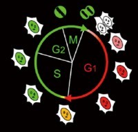 FUCCI: Fluorescent Ubiquitination-based Cell Cycle Indicator – Caltag ...