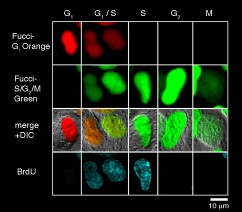 FUCCI: Fluorescent Ubiquitination-based Cell Cycle Indicator – Caltag ...