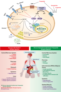 Targeting GLP-1, GIP & GCG in Obesity and Type 2 Diabetes Research ...
