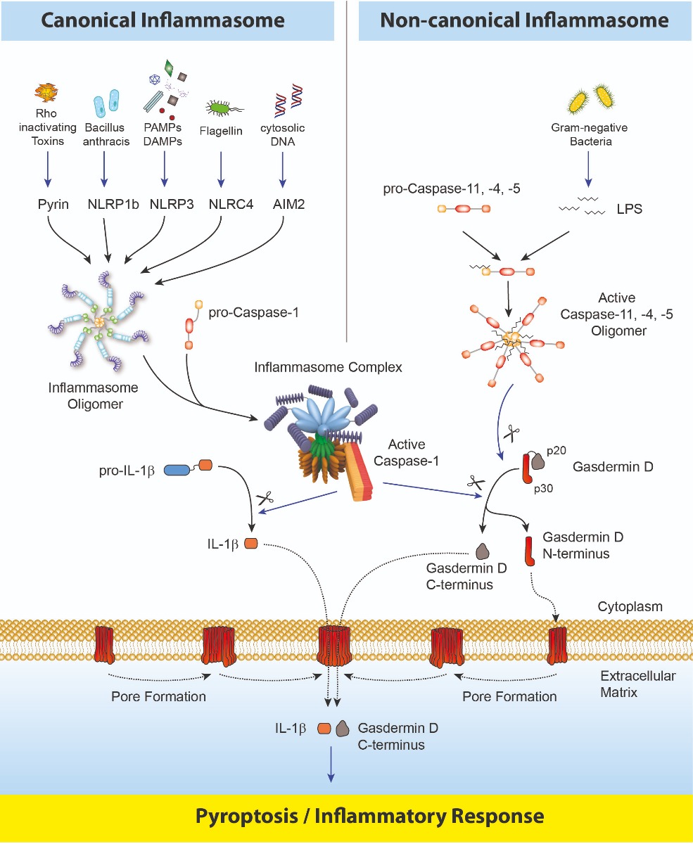 Inflammasomes and Gasdermin D Signaling Pathways – Caltag Medsystems