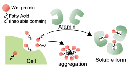 Key Growth Factors in Organoid Culture – Caltag Medsystems