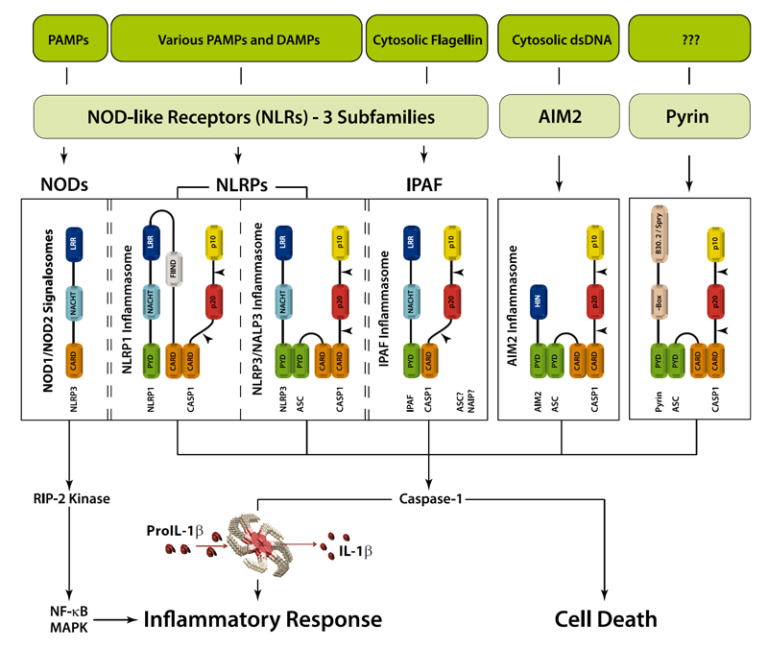 Inflammasomes − Caspase-1 Activation Scaffolds – Caltag Medsystems