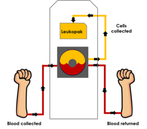 What is Leukapheresis? – Caltag Medsystems