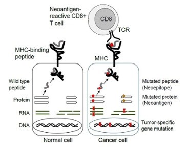 White Paper: Analysis of neoantigen-reactive T cells using the ...