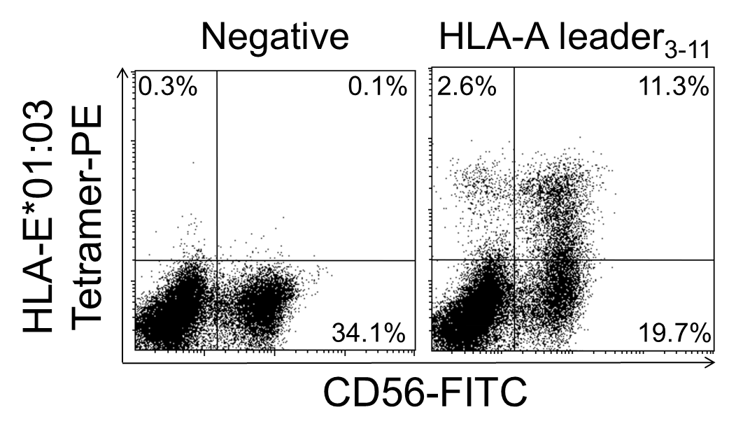HLA-E Non-classical MHC Tetramers – Caltag Medsystems