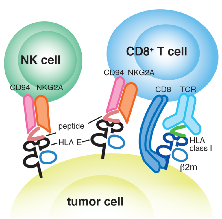 HLA-E Non-classical MHC Tetramers – Caltag Medsystems