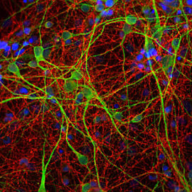 New Neuronal Markers – Caltag Medsystems