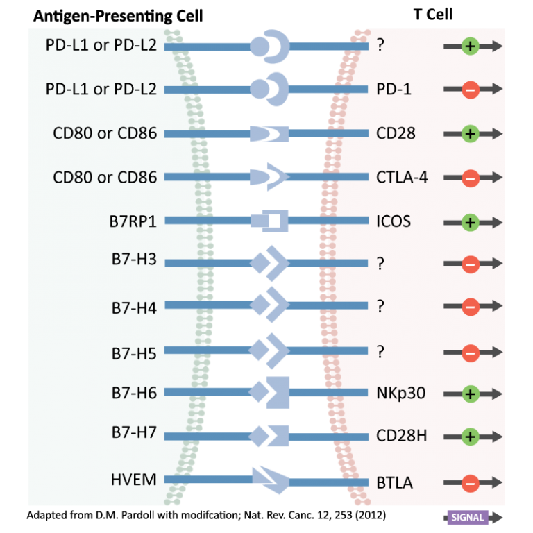 A Brief Introduction to PD-1 Antibodies and Immunotherapy – Caltag ...