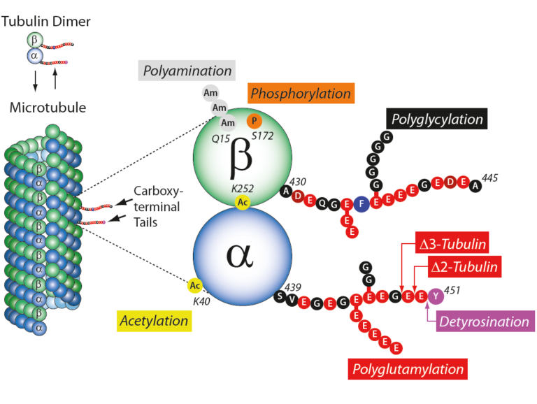 Microtubules, Post-translational Modifications of Tubulins and Neurodegeneration – Caltag Medsystems