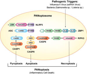 PANoptosis – Inflammatory Cell Death – Caltag Medsystems
