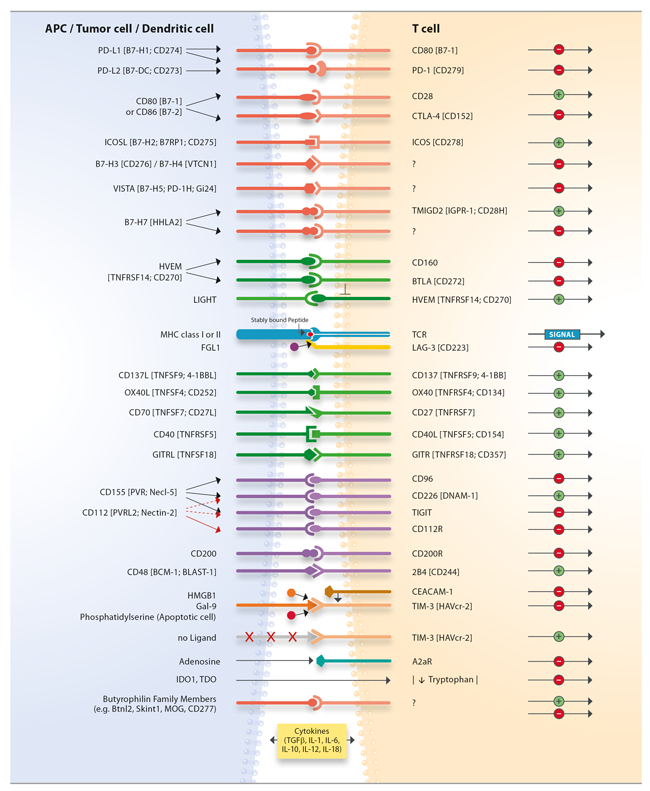 T Cell Immune Checkpoints for Immuno-Oncology Research – Caltag Medsystems
