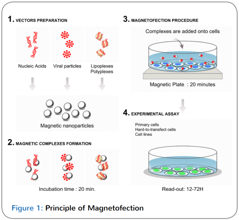 Magnetofection™ – Caltag Medsystems