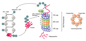 The Ubiquitin-Proteasome System – Caltag Medsystems