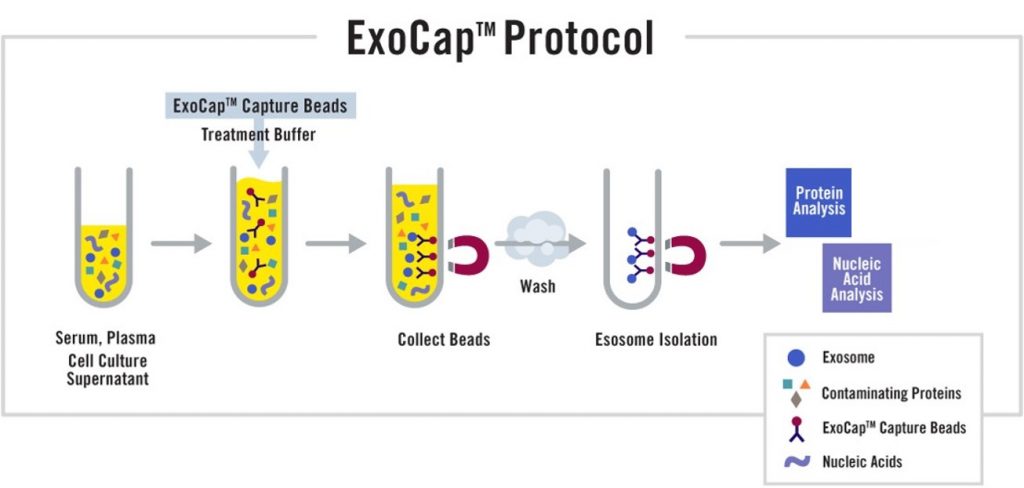 ExoCap™ Exosome Isolation and Enrichment Kits – Caltag Medsystems