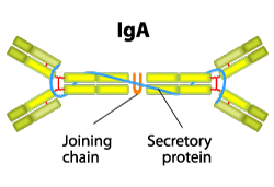 Antibody Basics: Isotypes – Caltag Medsystems
