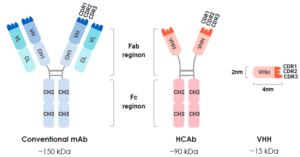 VHH Antibody Applications – Caltag Medsystems
