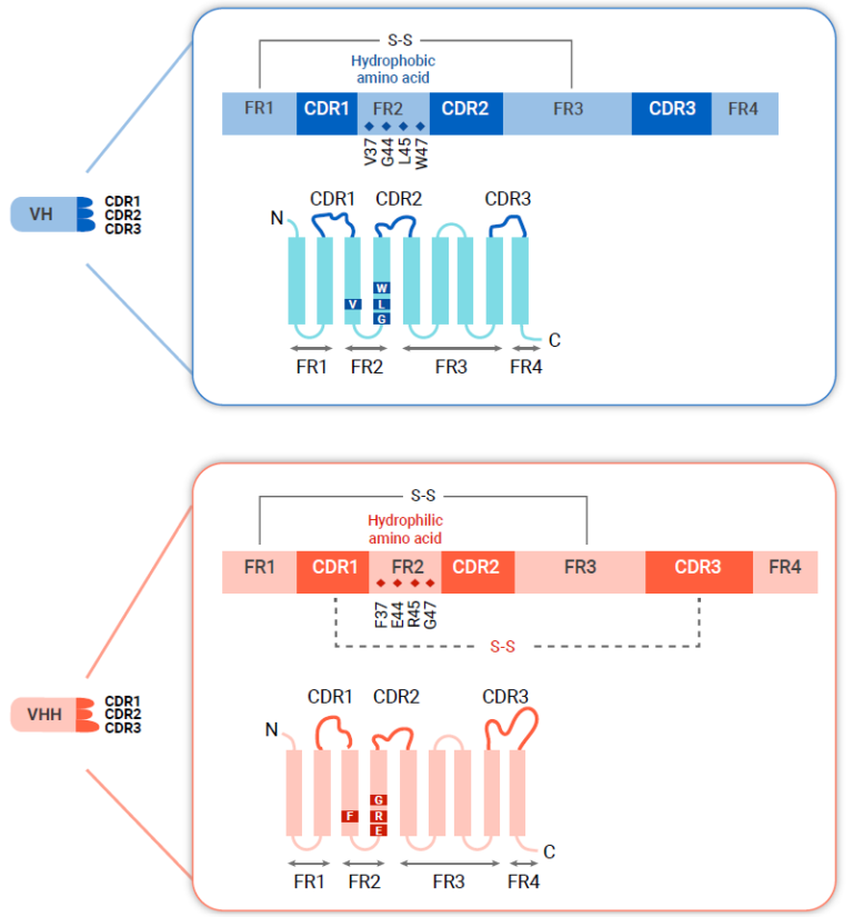 VHH Antibody Applications – Caltag Medsystems