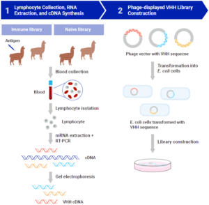 VHH Antibody Applications – Caltag Medsystems
