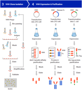 VHH Antibody Applications – Caltag Medsystems