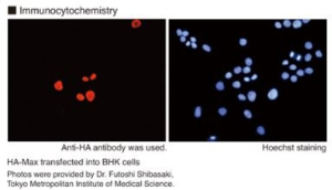 HA-tags: Better Understanding of Localisation, Expression and ...