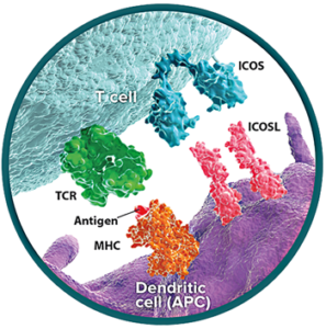 ICOS [CD278] – ICOSL [CD275] Pathway – Caltag Medsystems