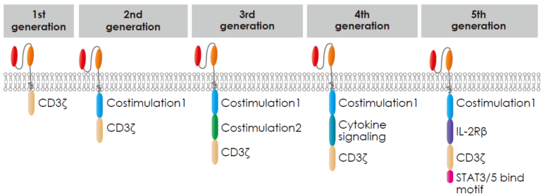 Chimeric Antigen Receptor (CAR) T Cell Therapy – Caltag Medsystems