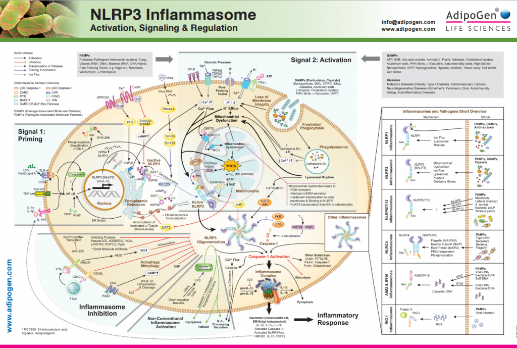 Inflammasome Signalling – Caltag Medsystems